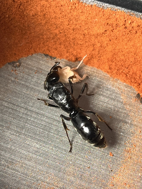 The Gun Shield Ant will be about 2.5 cm in size when it is new in 2024