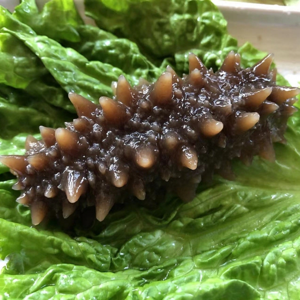 80 wild red-footed dried sea cucumbers imported from russia | EBUY7 Sea ...