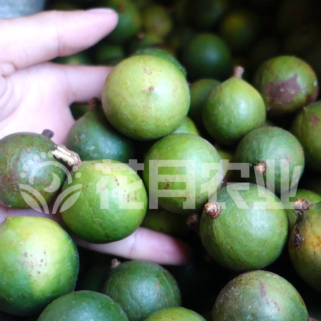 Macadamia nut saplings, macadamia nut grafting with cup saplings ...