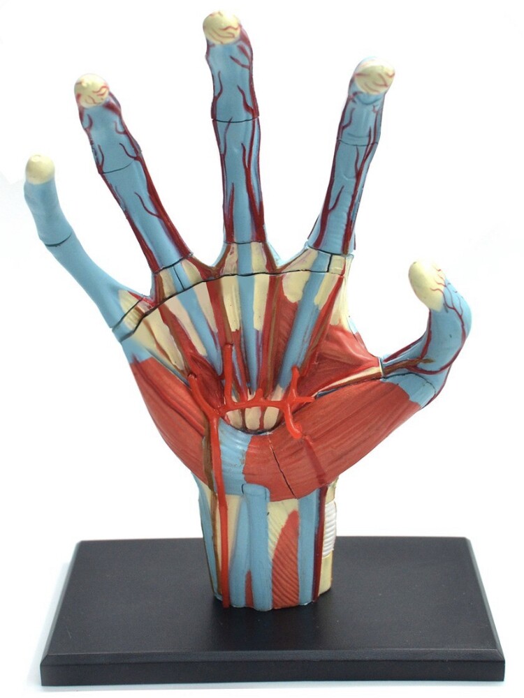 4D Master Human Anatomy Model - Wissenschaftliche Lehrmittel