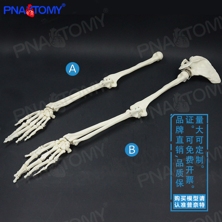 Pnatomy Human Hand & Limb Bone Model - Pnt-1108