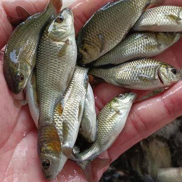 Large carp, grass carp, white silver carp, snail, Qingjian naked carp ...