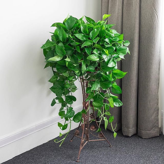 Long vines, large leaves, green ivy potted plants, indoor living room ...