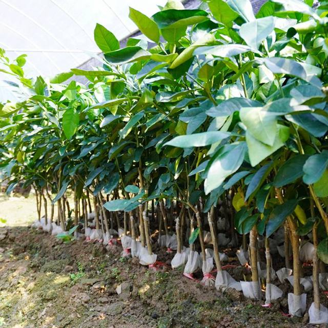 Pomelo saplings authentic Rongxian Shatian pomelo saplings three red ...