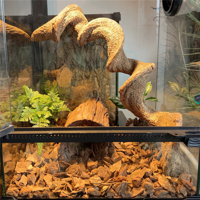 Hermit crab climbing pet climbing wood landscaping vine natural dead ...