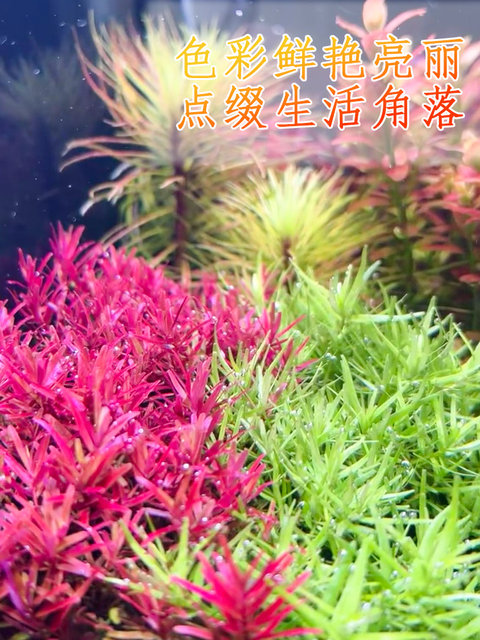 99 kinds of medium and background water grass carp tank aquarium grass ...