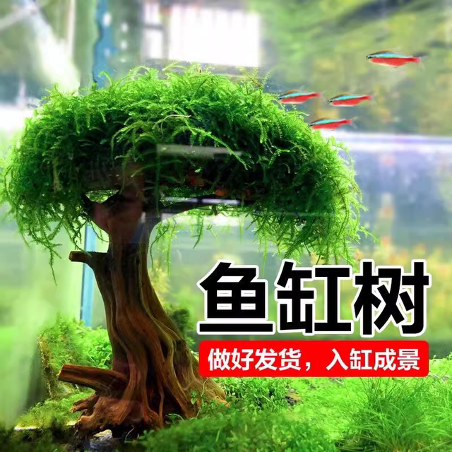 Moss tree fish tank tree real tree fallen wood water grass lazy ...