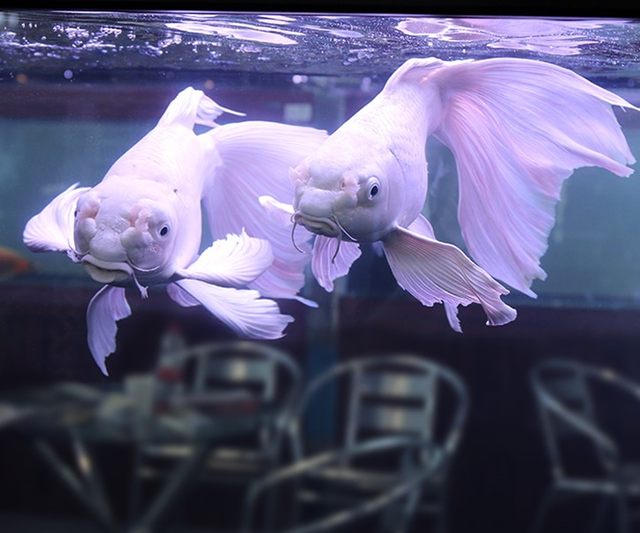 Taiwan butterfly carp authentic Platinum Dragon and Phoenix Ornamental ...