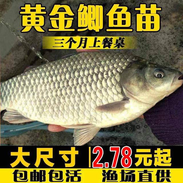 Crucian carp fry freshwater culture edible Zhongke No. 5 project ...