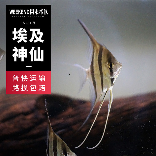 [Weekend Aquarium] Egyptian Angelfish Artificial Fish Egyptian F1 San ...