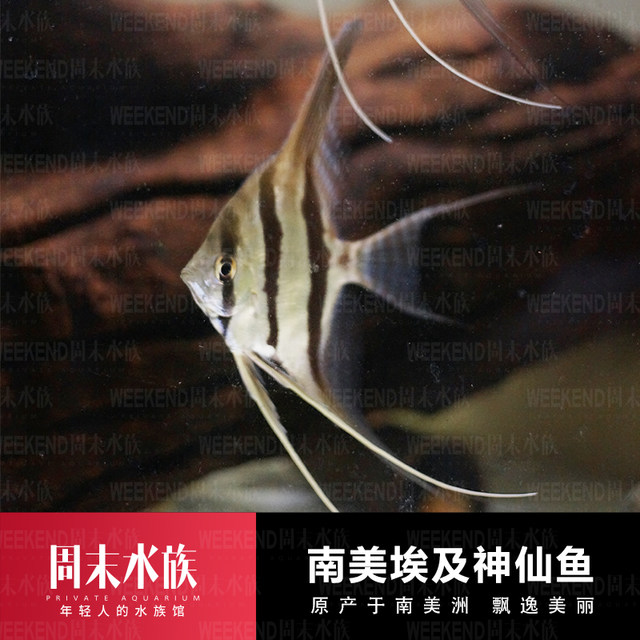 [Weekend Aquarium] Egyptian Angelfish Artificial Fish Egyptian F1 San ...