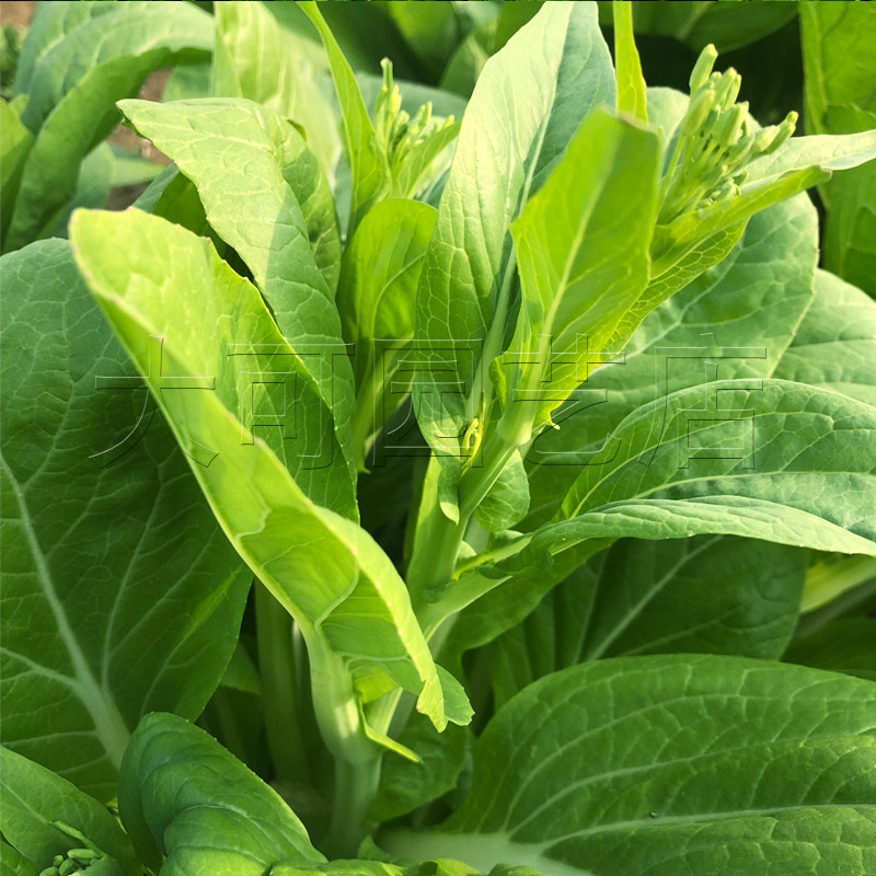 Sweet, crisp, early-maturing cabbage moss seeds, vegetable seeds ...
