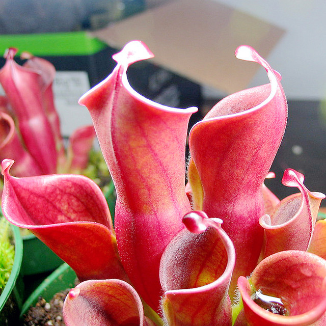 Carnivorous plant small sun Sarracenia cute moss tank fish tank ...