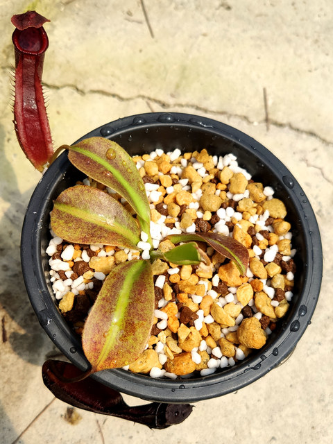 Dragon-pig interbreeding Sujiao Baote (huge) pitcher plant carnivorous ...