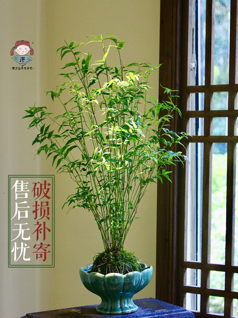 Rice bamboo hydroponic moss ball plant indoor potted microscopic bonsai ...