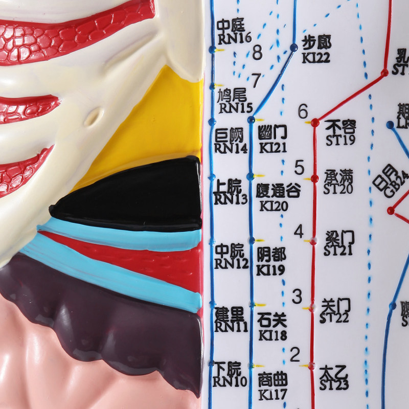 Traditional Chinese Medicine Acupuncture Model - Bronze Man Meridian Chart