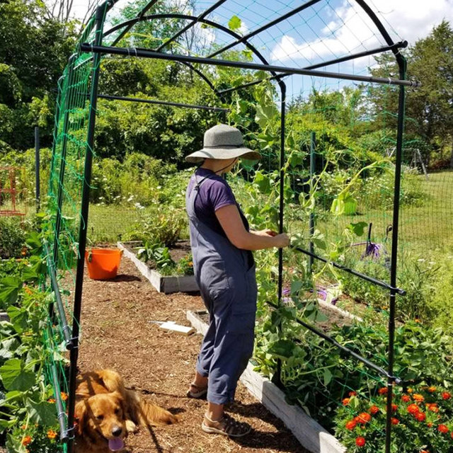 Cucumber climbing vine rack gardening vegetable support plant vine rack ...