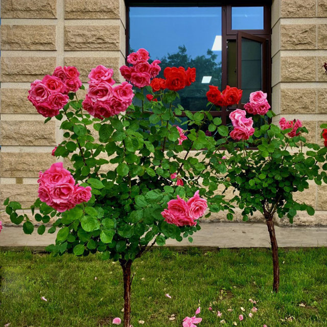 Rose sapling potted lollipop tree-shaped rose flower balcony courtyard ...