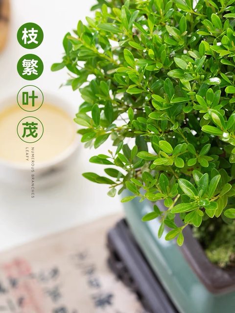 Small-leaf red nan potted green plants indoor living room easy to ...