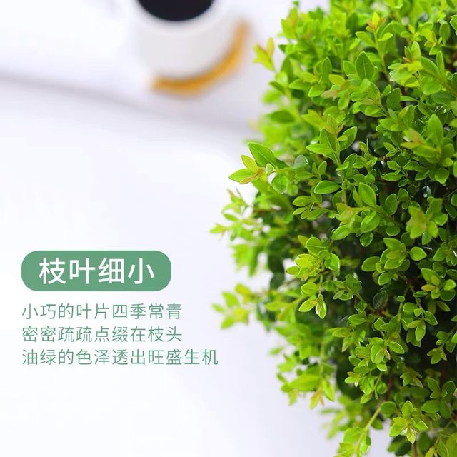 Small leaf red nan plant potted old pile flower bonsai office good four ...