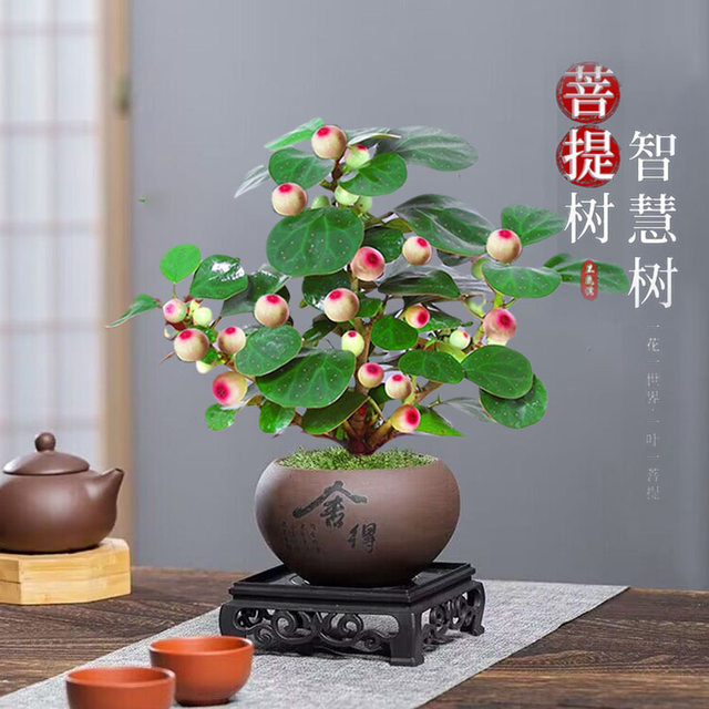 Xiaopan Bodhi Indoor Green Plant Flowers Bodhi Tree Chinese Zen Desktop ...