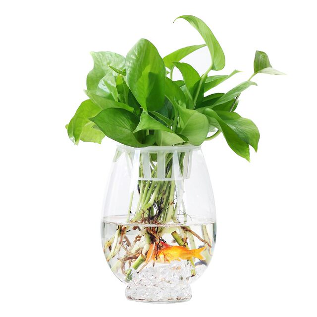 Large transparent glass vase flower arrangement hydroponic dinosaur egg ...