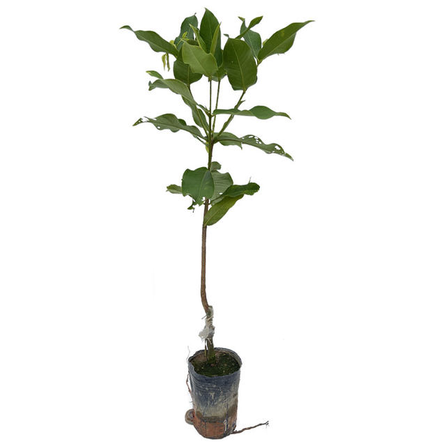 Lianwu saplings grafted with Taiwan's brown sugar Barbie Black King ...