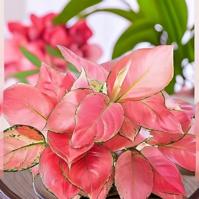 Geely Red Ruyi Queen Hydroponic Potted Indoor Desktop Good for Growing ...