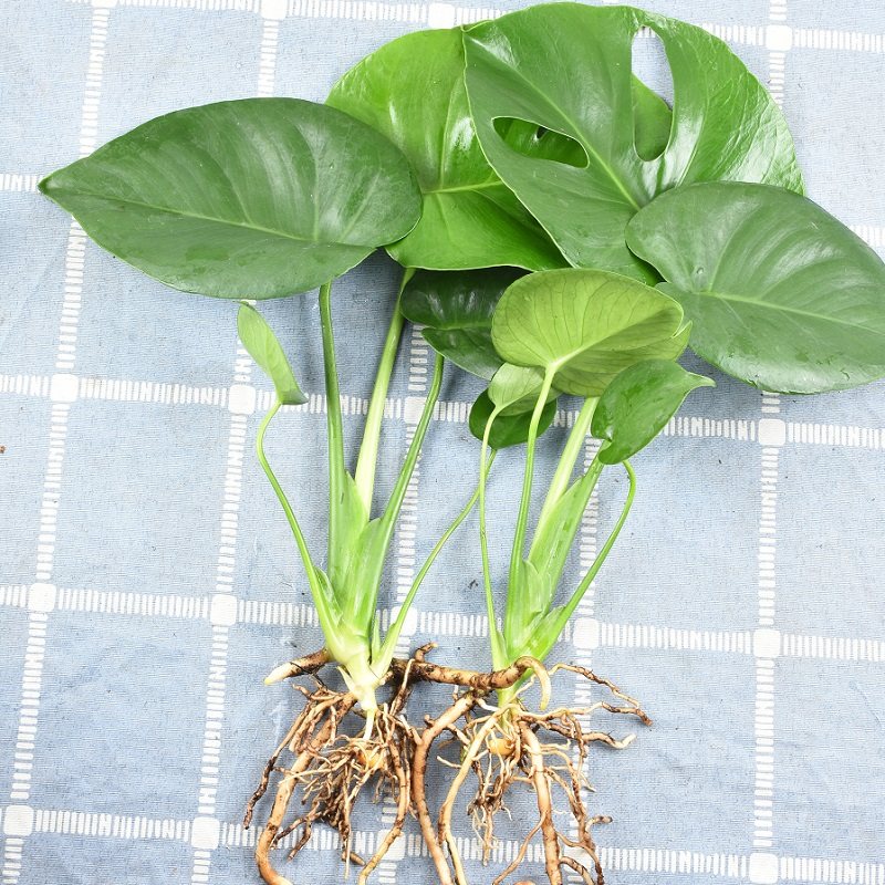 Hydroponic Monstera deliciosa old pile potted plants purify the air and ...