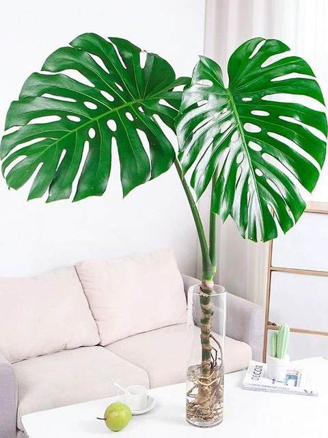 Hydroponic Monstera deliciosa water-cultured indoor air-purifying four ...