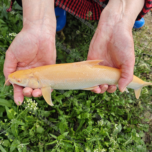 Red-eyed cod fry, Bai Zi Lucky Dragon, red-eye, red-eyed silver cod fry ...