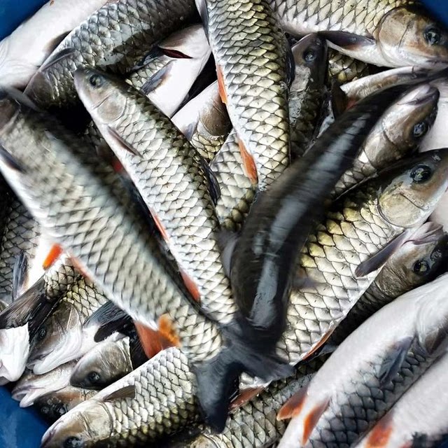 Military fish fry live fish freshwater culture edible light barb cold ...