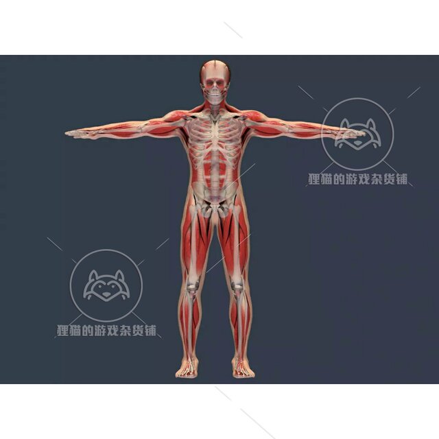 Unity Human Body Anatomy Skeleton Muscle Skin Character Skeleton 1.0