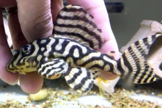 Emperor Maze Special-shaped L333 Artificial Fish Small Freshwater South ...