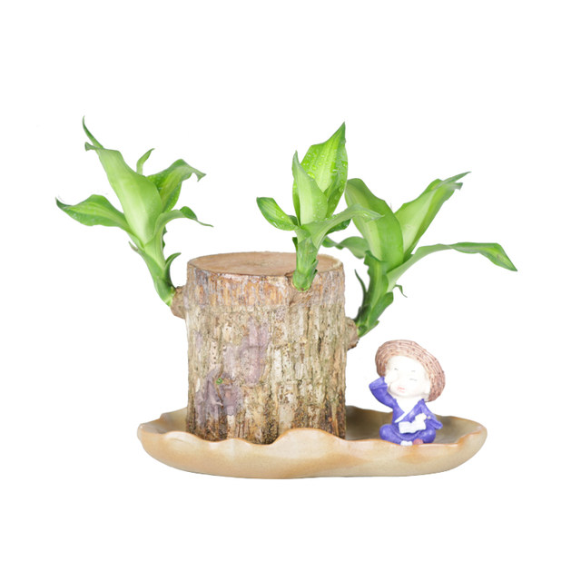 Brazilian wood water-cultured potted hydroponic plant Brazilian lucky ...