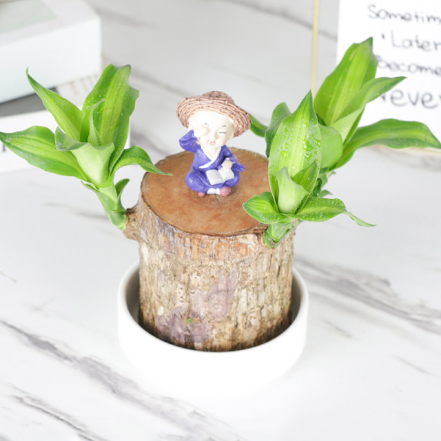 Brazilian wood water-cultured potted hydroponic plant Brazilian lucky ...