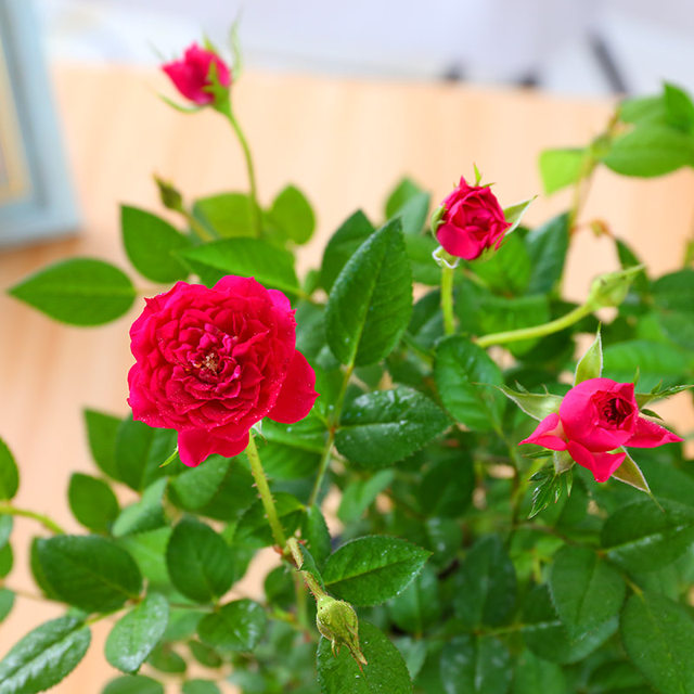 Mini small rose potted European flowering green plants Four seasons ...