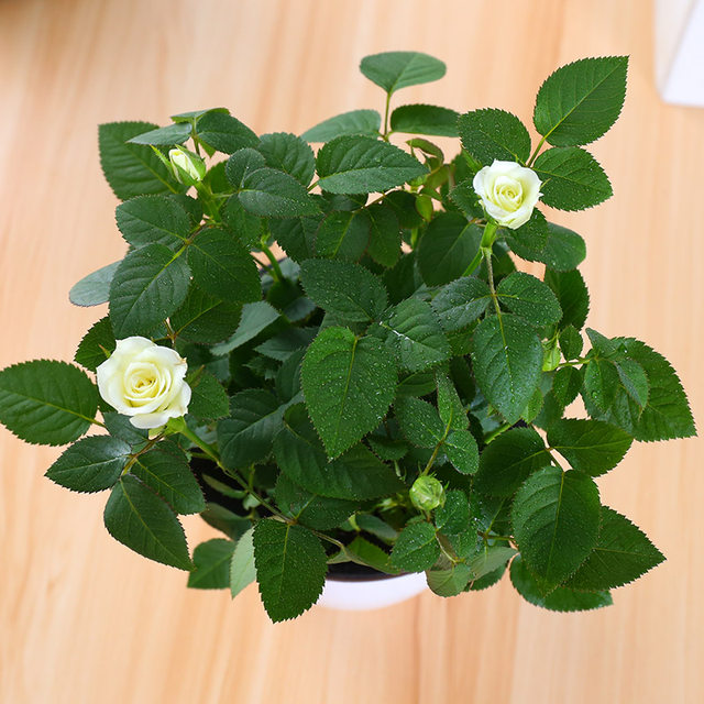 Mini small rose potted European flowering green plants Four seasons ...