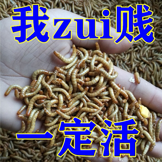 Mealworm Live Mealworm Live Parrot Fish Turtle Golden Dragon Fish ...