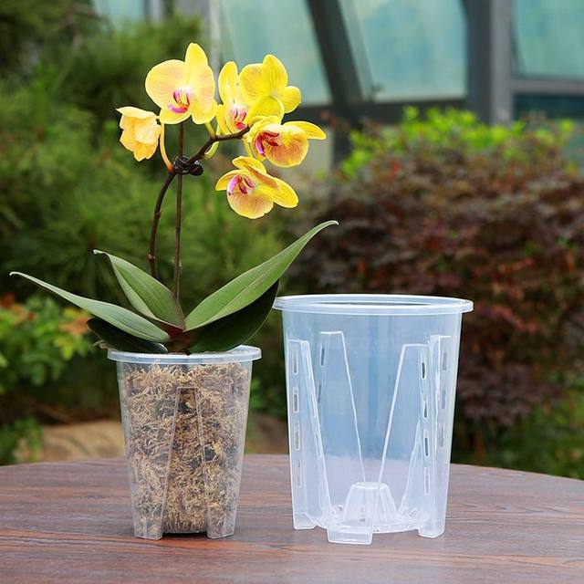 Transparent Qingshan root-control pot orchid sphagnum moss butterfly ...