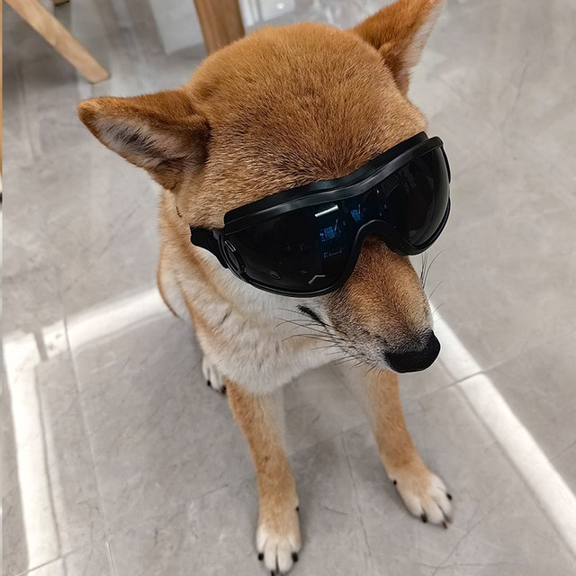 Pet glasses, dog baby goggles, Corgi Teddy sunglasses, sunglasses ...