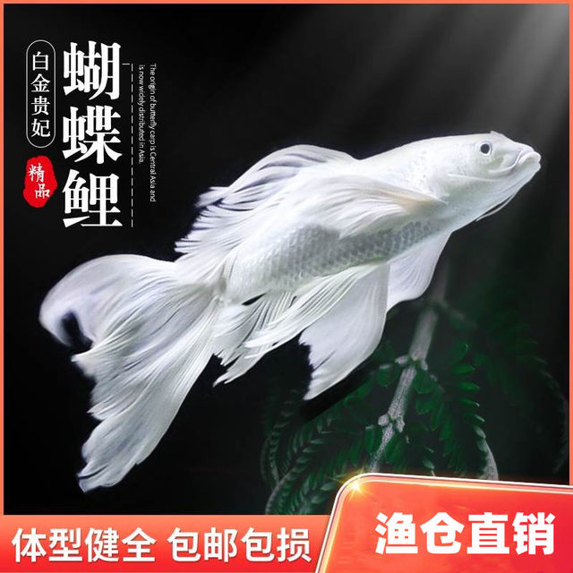 Taiwan butterfly carp live short body butterfly carp cold water fish ...
