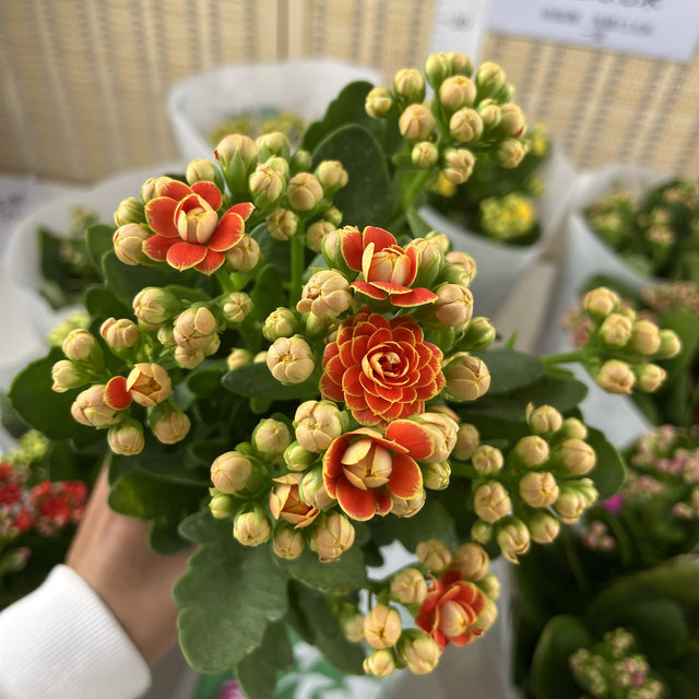 Longevity Flower Potted Plants Come in Many Varieties with Large Double ...