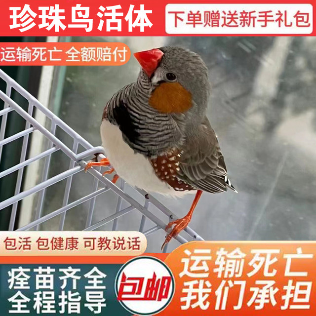 Pearl bird pet living gray, cute, healthy gray pearl living bird cute ...