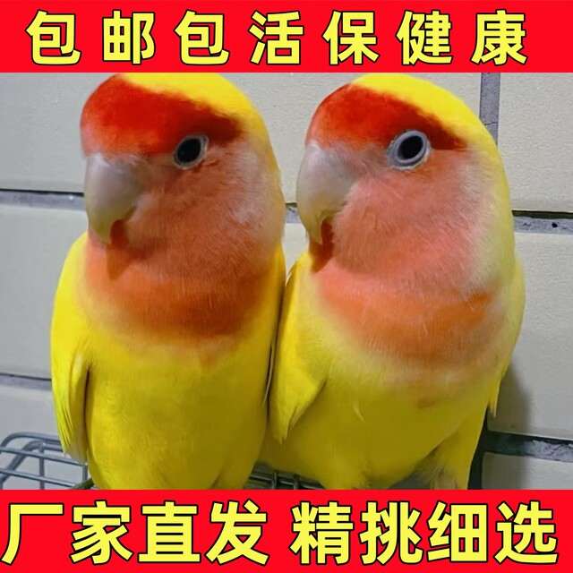 Peony Parrot Living Bird, yellow peach peach peach, family pet bird ...