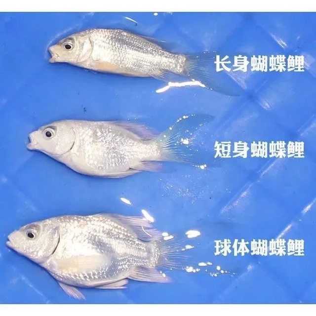 Taiwan butterfly carp purebred gypsum white cold water fish big fin big ...