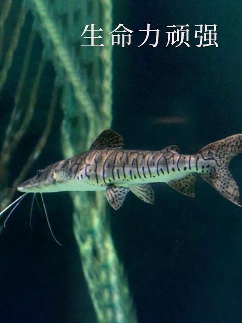 Tabby Duckbill Shark Live Tiger Duckbill Freshwater Shark Large Fierce ...