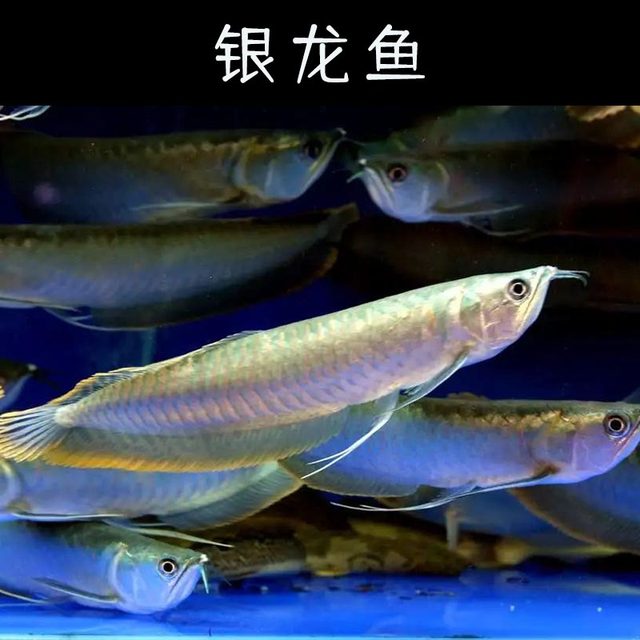 Tropical ornamental fish silver arowana live fry parrot map freshwater ...
