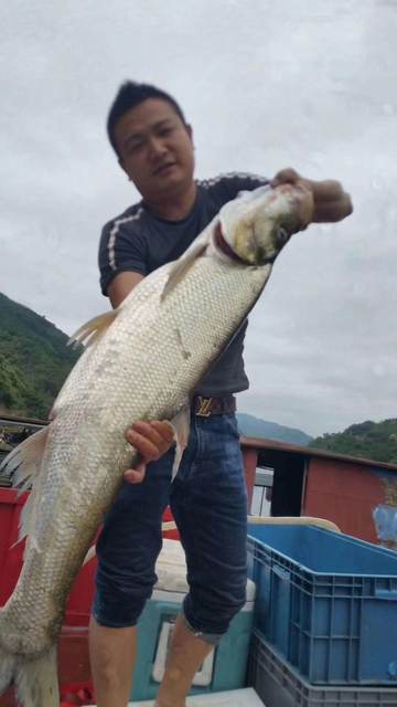 Tailing fish seedlings white fish fierce seedlings, raised seedlings ...