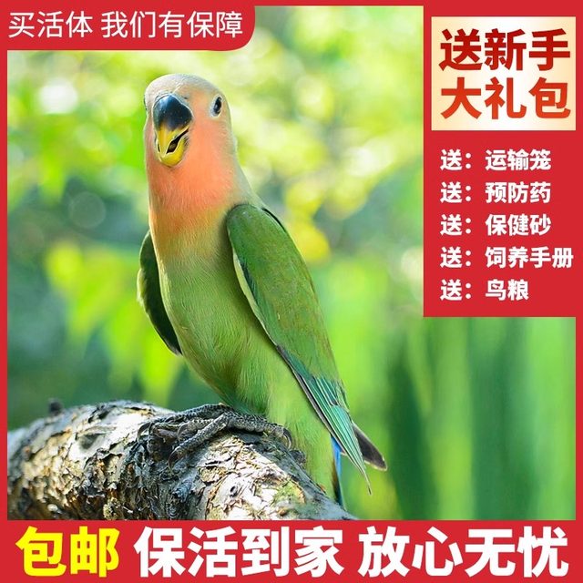 Fei's Peony Parrot Live Birds Live Birds with Yellow Peaches Green ...